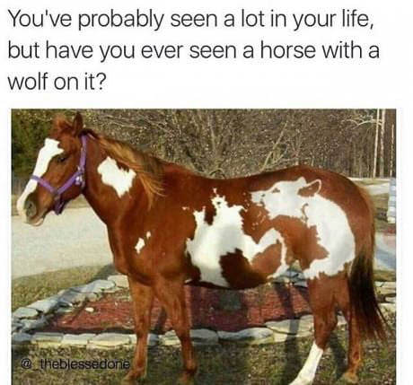 It's a corgi throwing-up not a wolf. - 9GAG