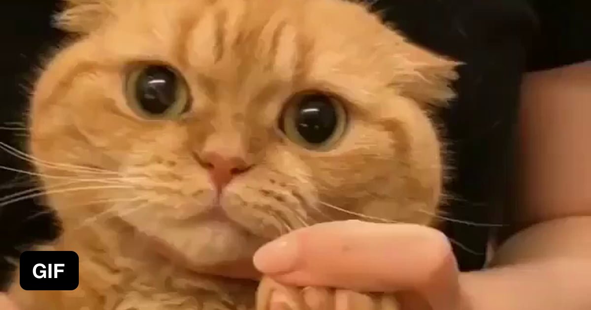 Grooming the beans - 9GAG