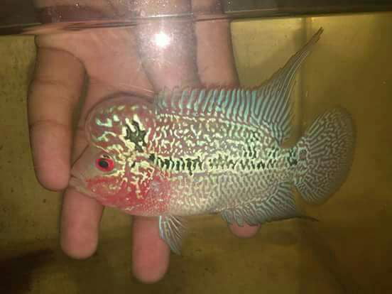 Please help my fish has brain Tumor - 9GAG