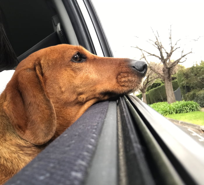 My sausage dog broke his back about a month ago. We had to put him down ...