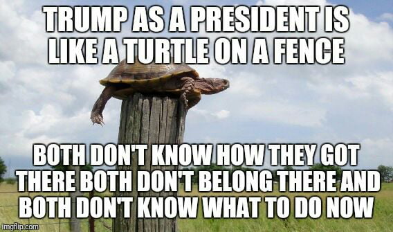 I like turtles - 9GAG