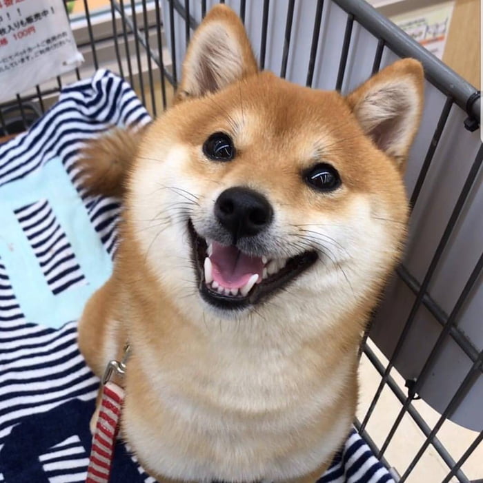 Happy doge on the cart - 9GAG