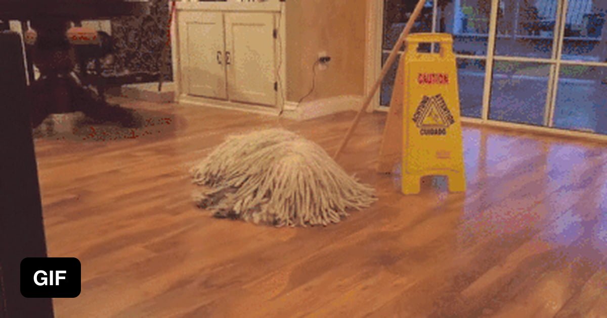 I thought is a mop😍 - 9GAG