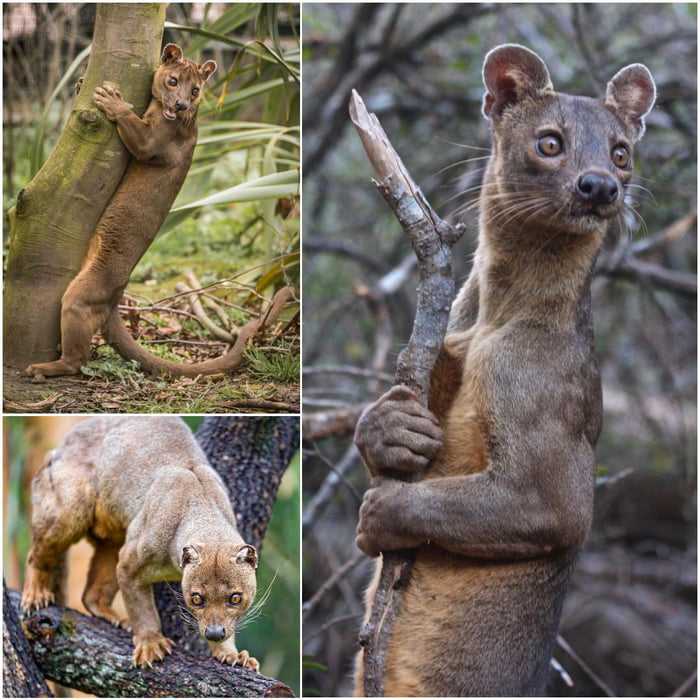 The fossa is Madagascar's top predator. It is the only animal that ...
