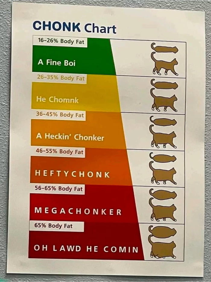 A cool guide to chonks , cat edition - 9GAG