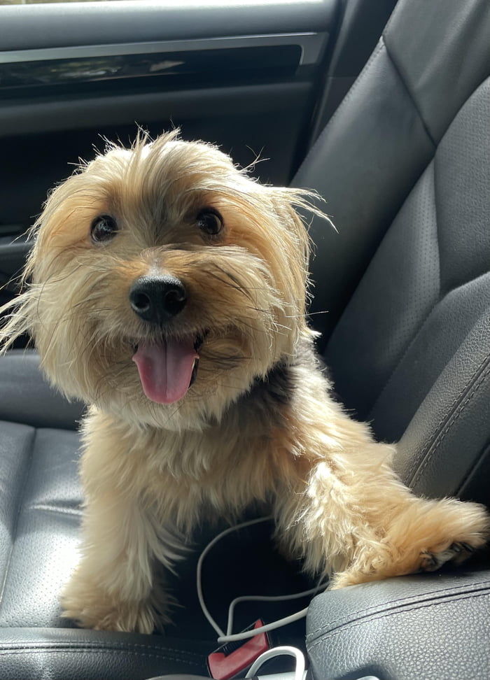 Squeaky toys that last… - 9GAG