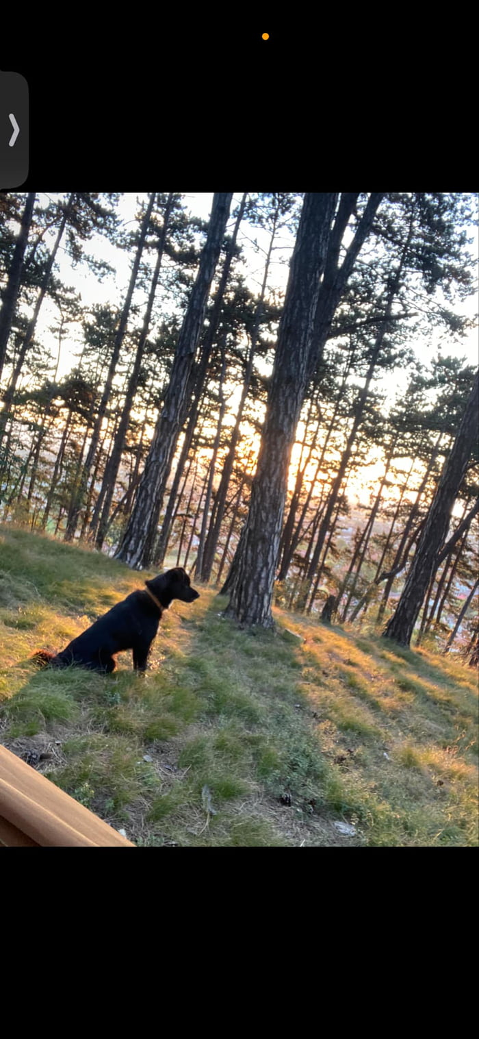 My dog in sunset - 9GAG