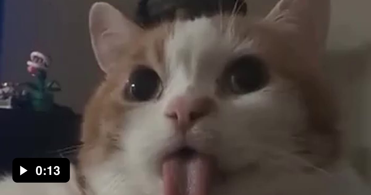 Winner of the biggest blep goes to.. - 9GAG