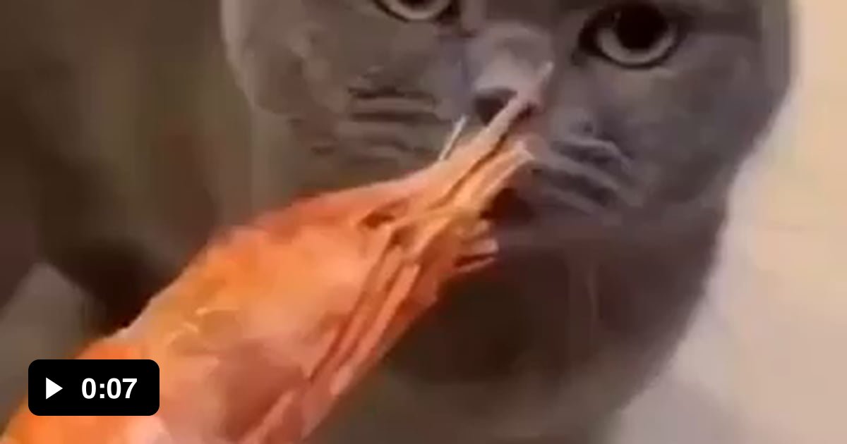 Cat reacting to giant prawn - 9GAG