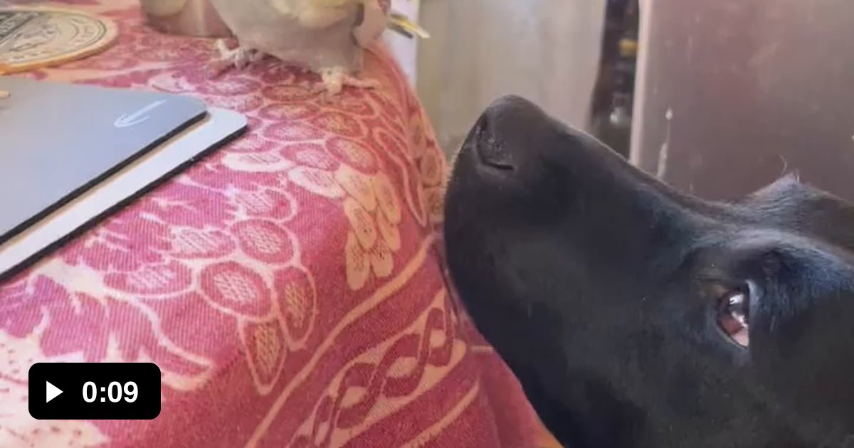 Birb n dawg battle it out - 9GAG