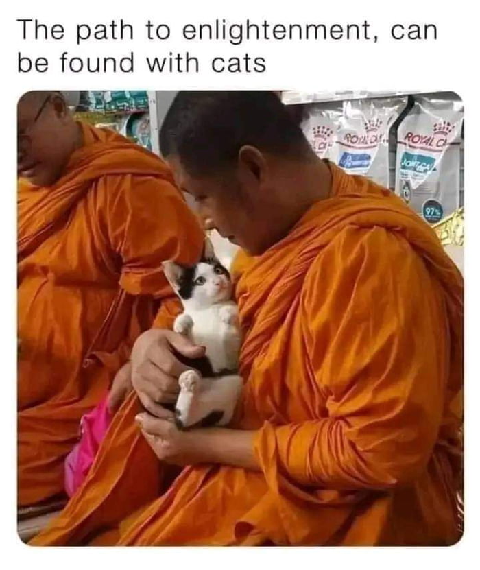 Cat - 9GAG
