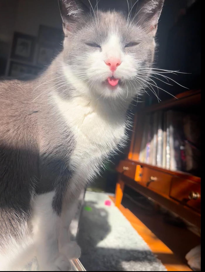 The definition of “blep” - 9GAG