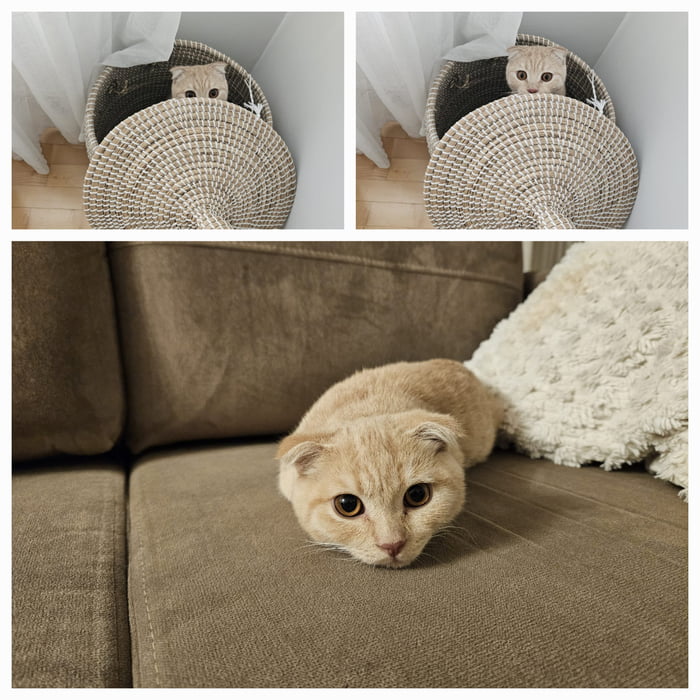 My shy cat Simba. Rate him pls - 9GAG