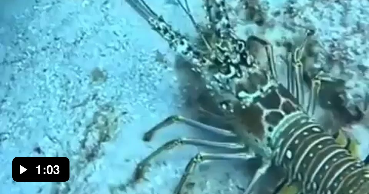 Epic battle under the seas... - 9GAG