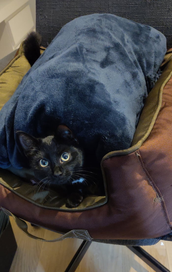 Say hi to Luci the Mischievous, Breaker of stuff and un-roller of toilet rolls - 9GAG