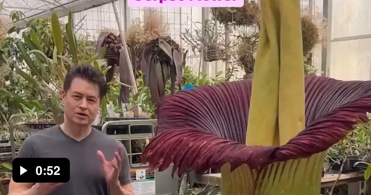 The worse smelling flower in the world - 9GAG