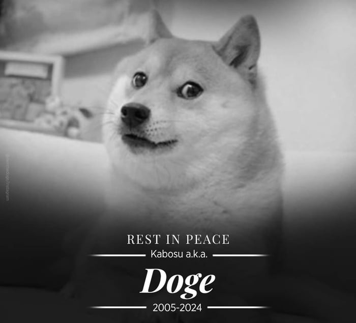 You're a good doggo. - 9GAG