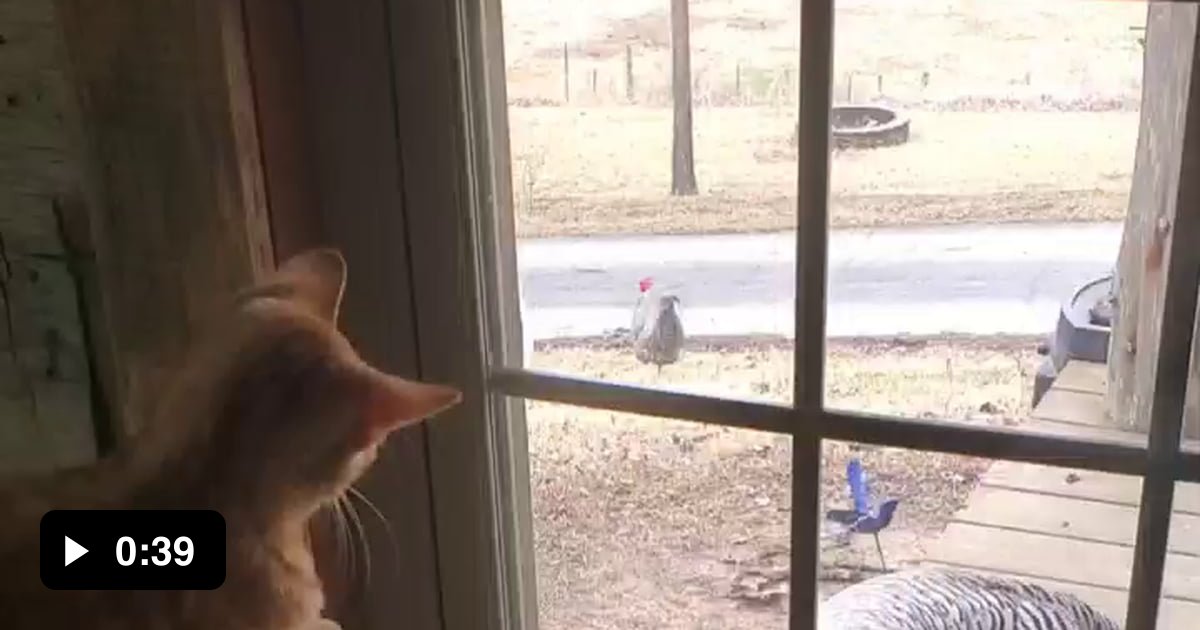 Eff you turkey! - 9GAG