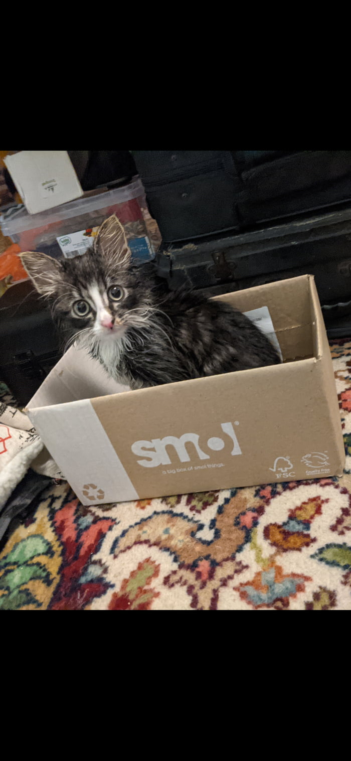 Mischief being smol - 9GAG