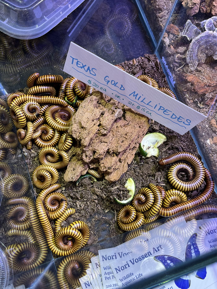 These millipedes for sale at a reptile expo. - 9GAG