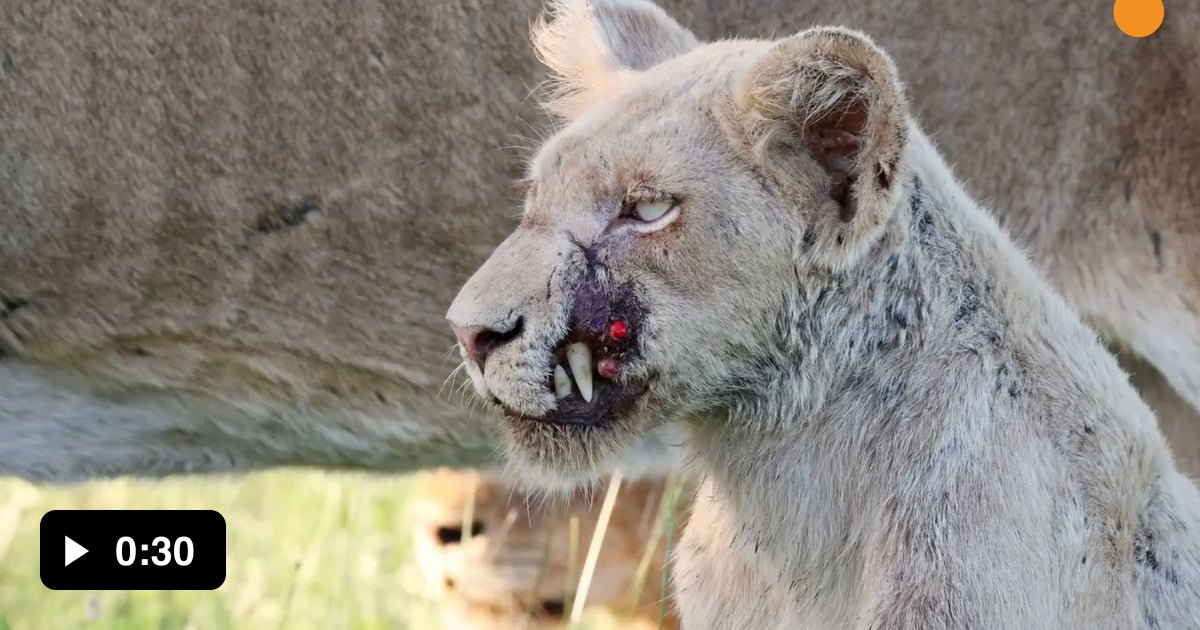 Lion with part of lip missing, Kruger Park - 9GAG