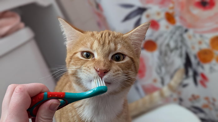 Sam the Dental Hygienist recommends soft brushed bristles and chicken ...