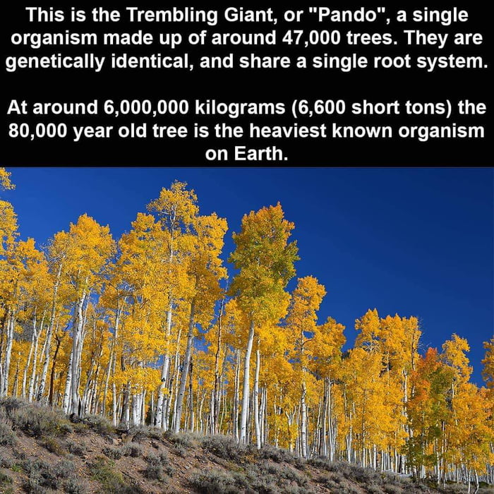 2nd heaviest (of course after your mom) - 9GAG