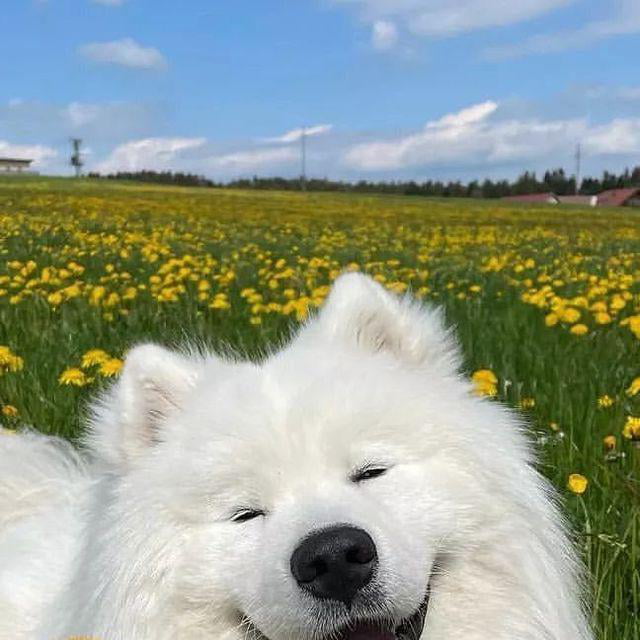 Just a fluffy cloud of happiness enjoying a field of flowers. - 9GAG