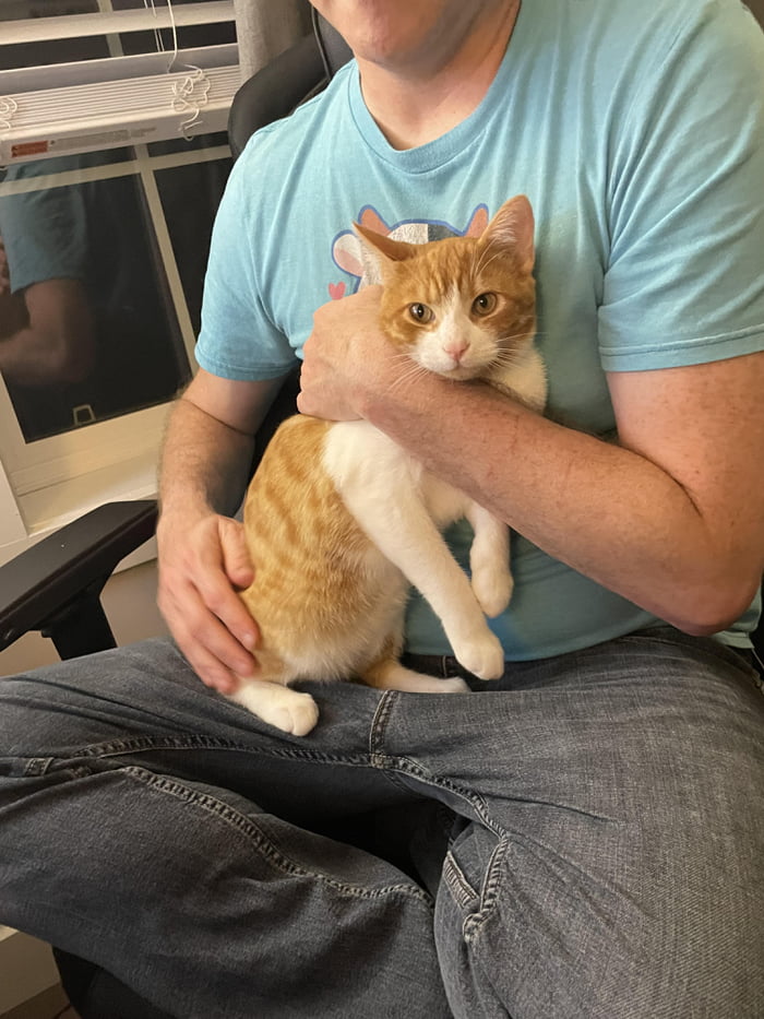 Biscuit was put in the dreaded cuddle jail for refusing to stop trying ...