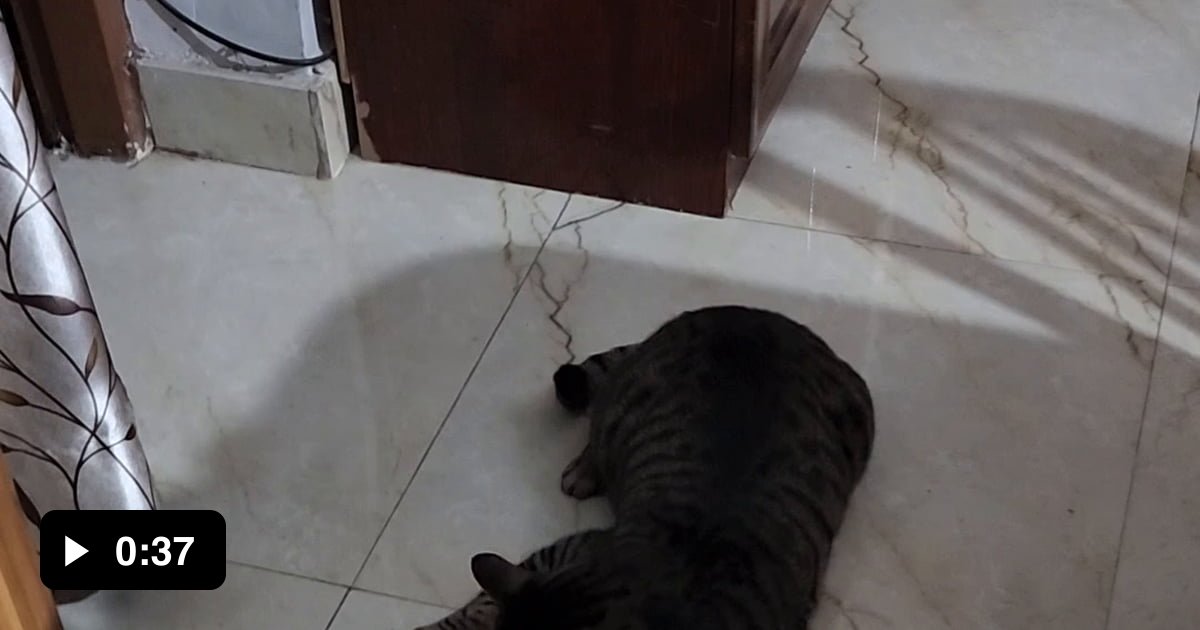 Why is my cat behaving this way? Need help! - 9GAG