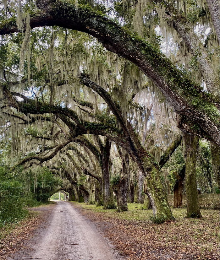 This tree tunnel - 9GAG