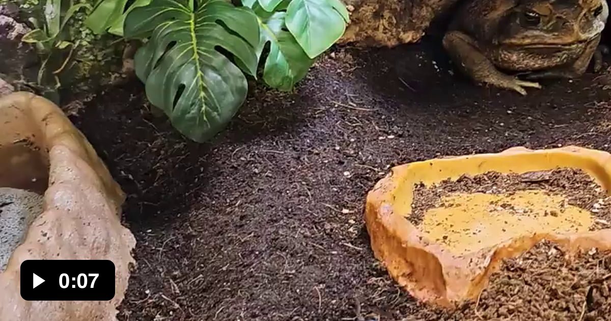 Of Megatron the 3lb toad! - 9GAG