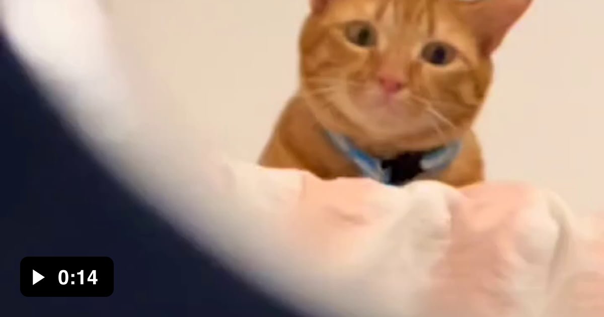 Poor kitty but it’s true - 9GAG