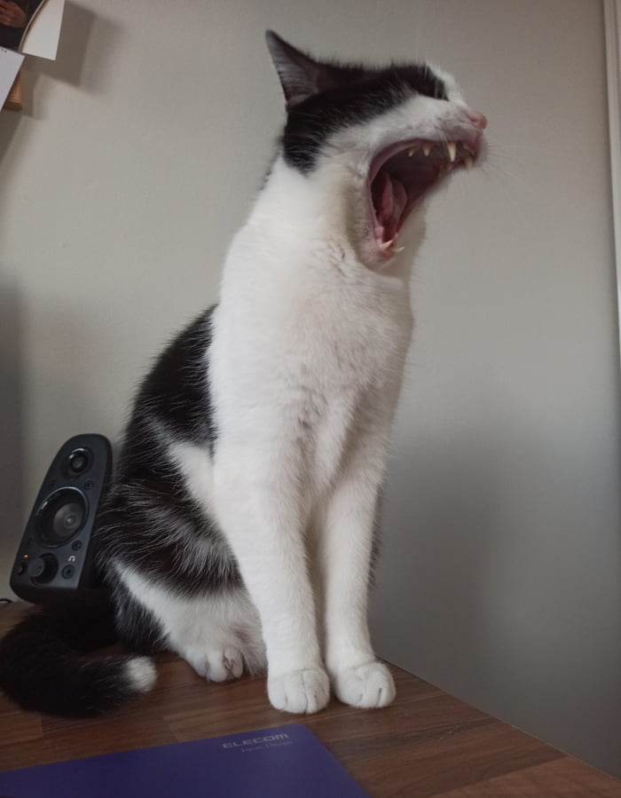 My apex predator, Luca - 9GAG