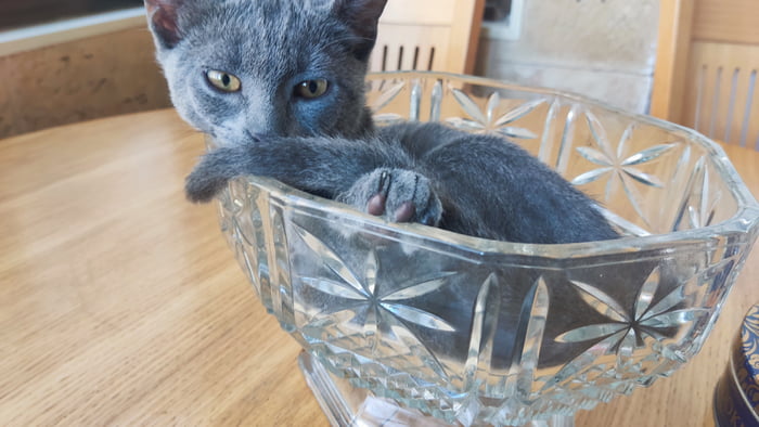 Meet Mishmish (Apricot in Arabic) go cats... - 9GAG