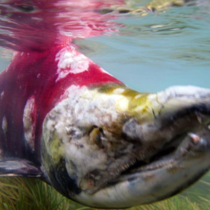 THE SALMON OF NURGLE, SOLDIERS OF THE FLESH FISH LEGION. - 9GAG