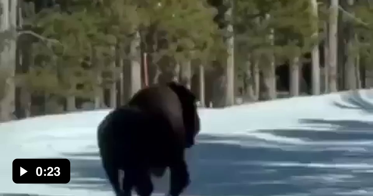 The Happy Dance Of This Bison - 9GAG