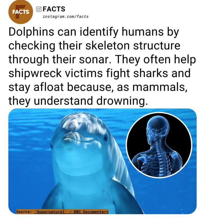 Respect all dolphins - 9GAG