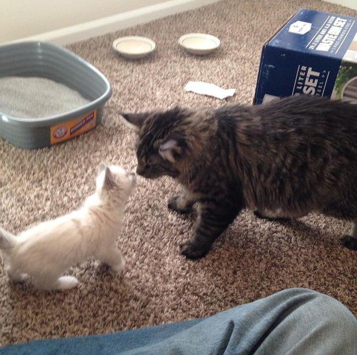 Big brother Ruckus meets his new baby sister - 9GAG