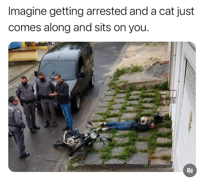 The ultimate sign of disrespect, or maybe just a furry friend offering ...