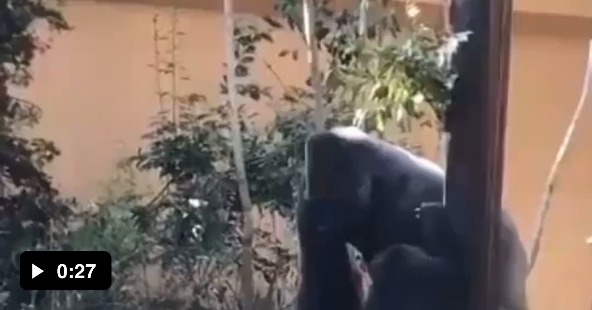 This is how a female gorilla courts a male - 9GAG