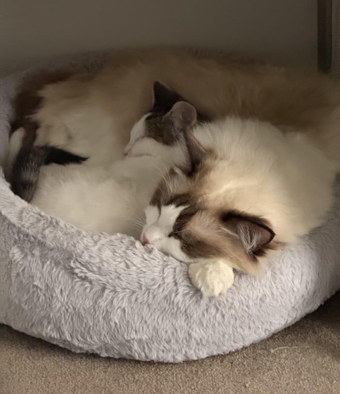 The new kitten is accepted 😻 - 9GAG