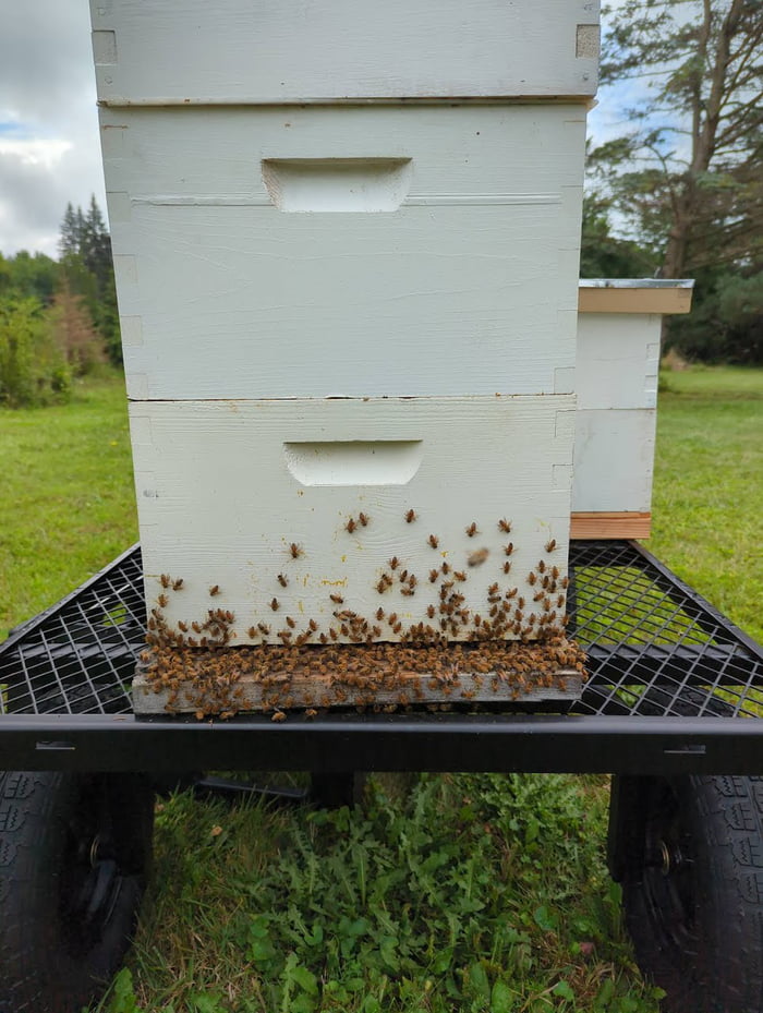 No cat but lots of bees - 9GAG