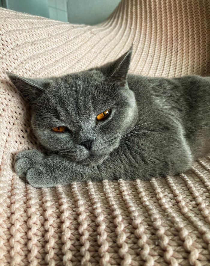 Always wanted to have a cat, now that i am a big fan of Dingus, I have ...