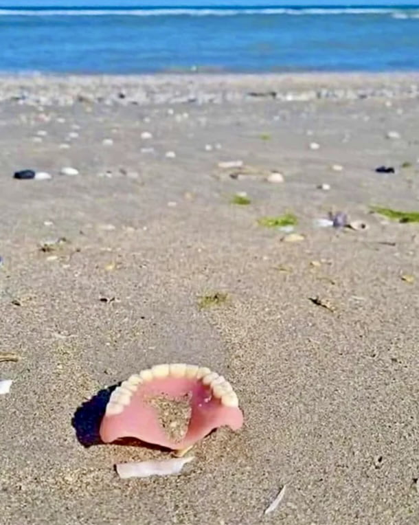 Strange seashell. Nature is amazing! - 9GAG