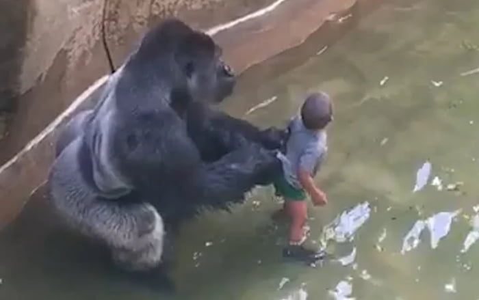 Last moment of Harambe. This moment here is where it all started, RIP big guy - 9GAG