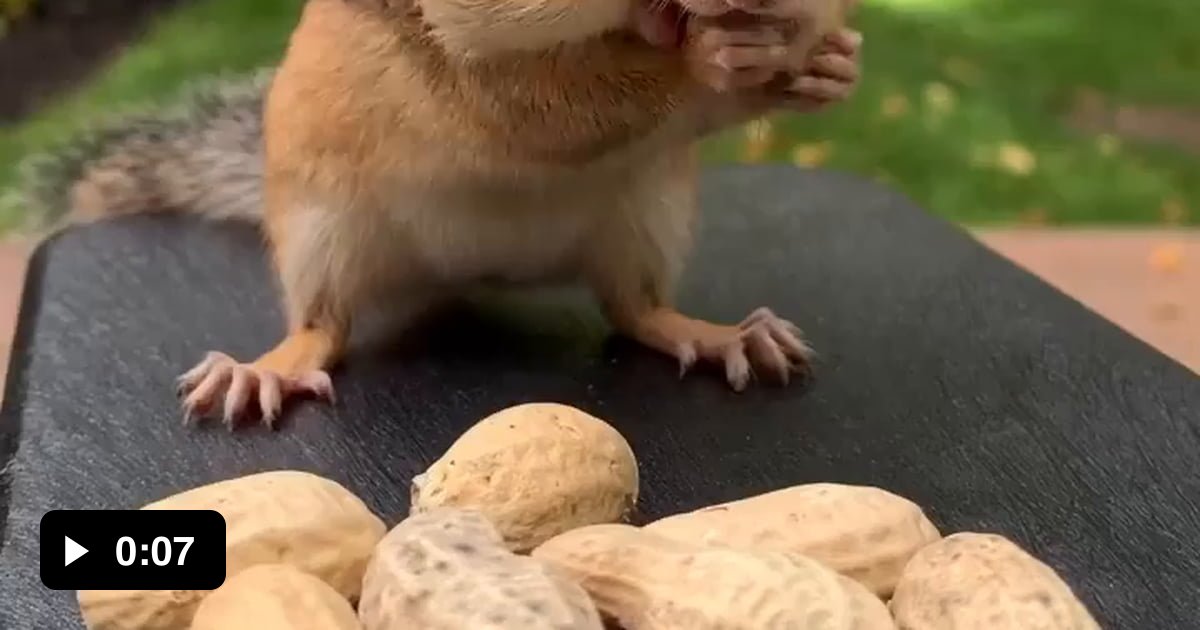 Squirrel Loves To Eat Peanuts 🥜🐿️ - 9GAG