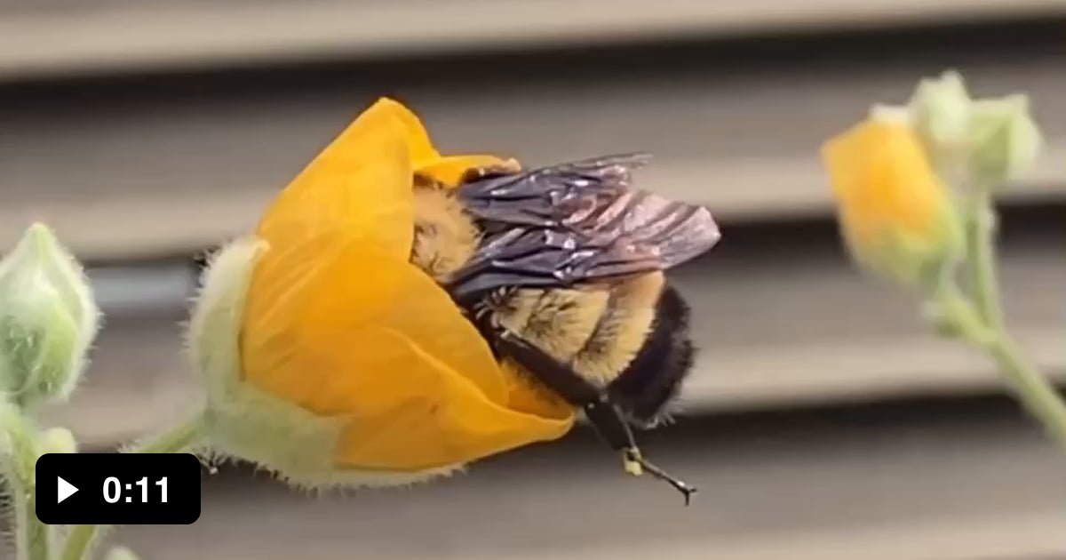 A bee sleeping in a flower… - 9GAG