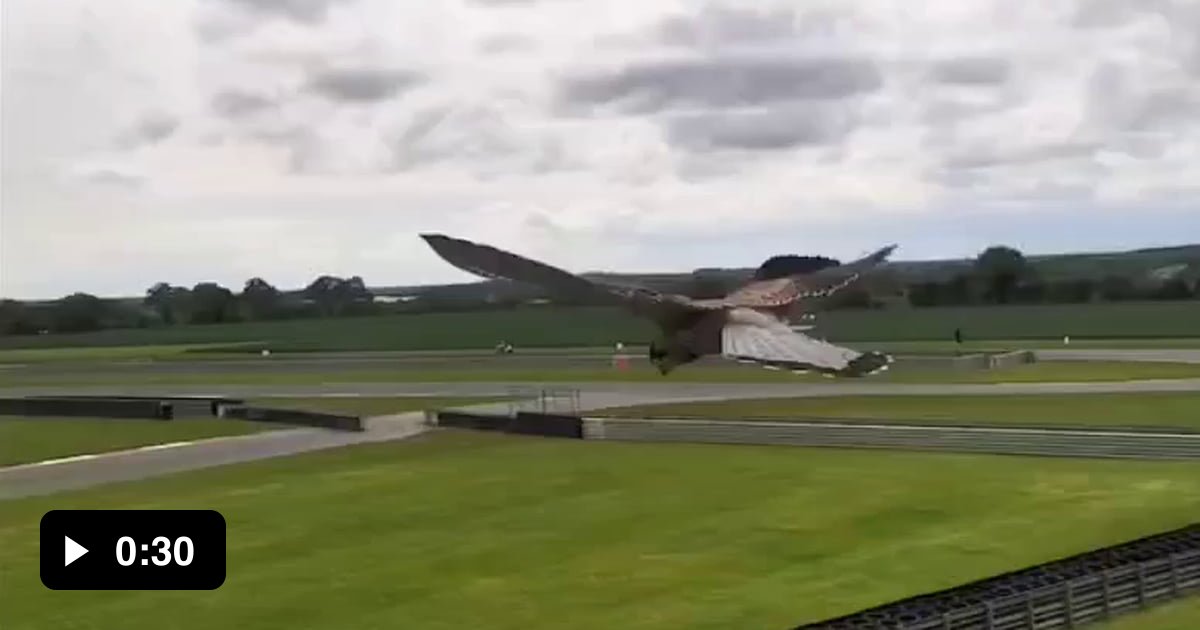 Falcon seemingly floating on air - defying gravity and wind - 9GAG