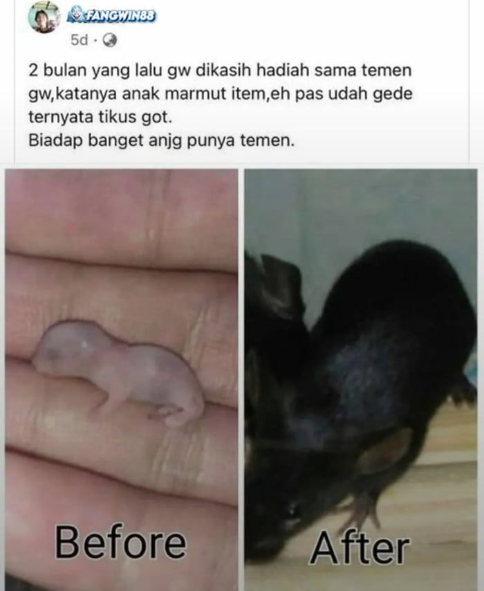 Ini kalo gak kelakuan kakekanyut, pasti si asux - 9GAG